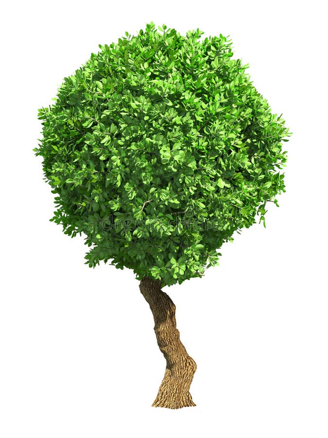 Árvore redonda verde foto de stock. Imagem de verde, jardim - 5937322