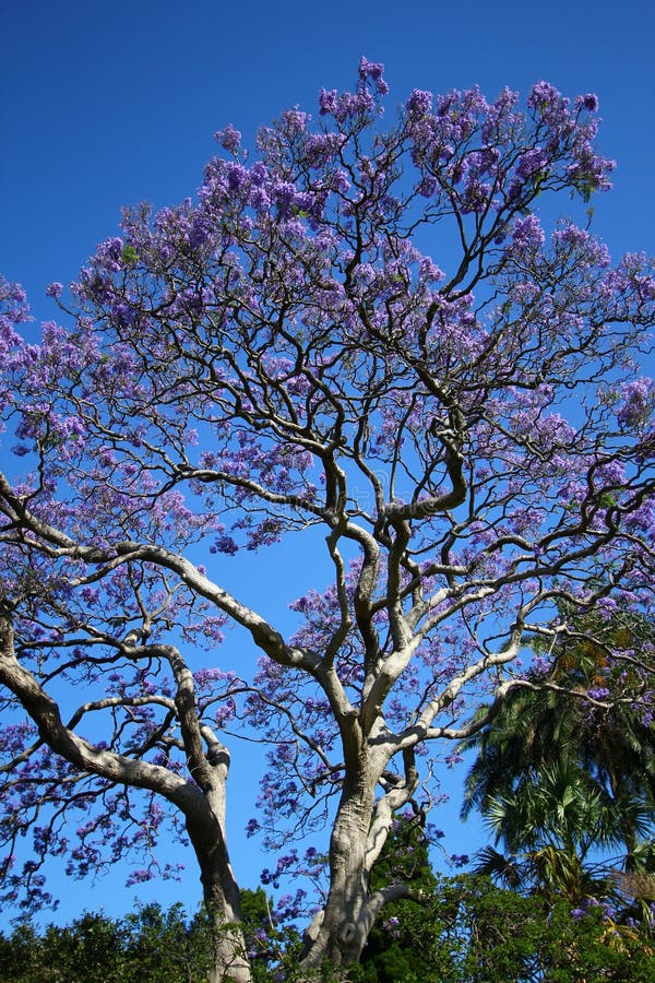 Árvore roxa do Jacaranda foto de stock. Imagem de casa - 22245344