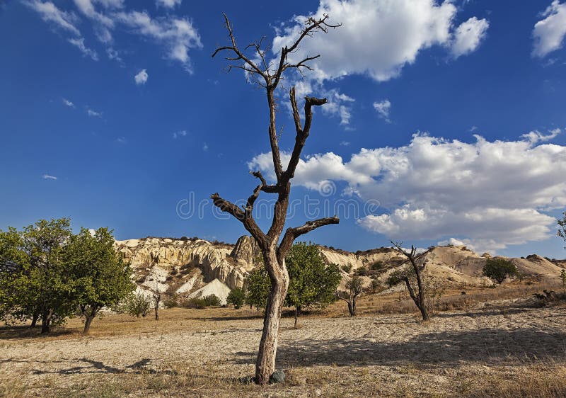 Árvore sem-vida 1 foto de stock. Imagem de céu, coluna - 44643538