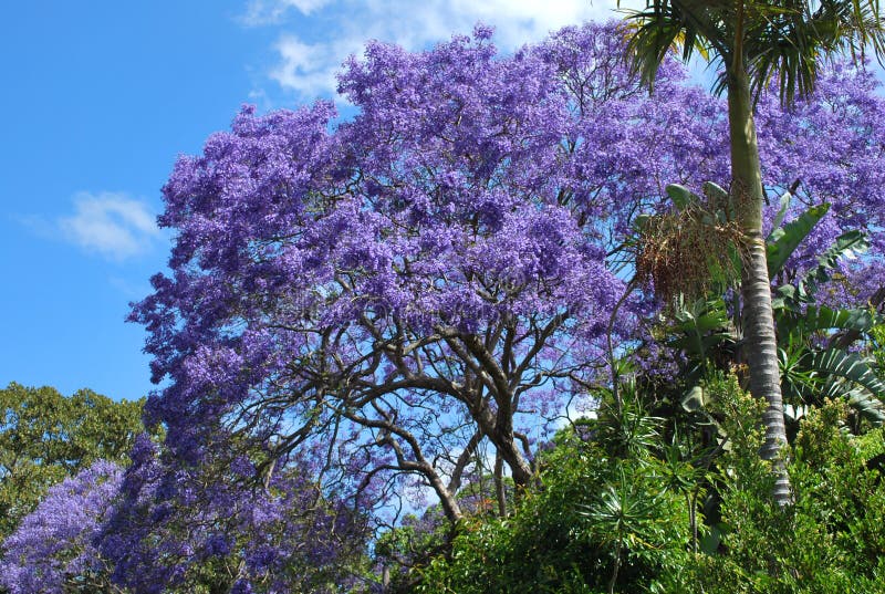 Rua Do Jacaranda Vibrante Roxo Bonito Na Flor Mola Foto de Stock ...