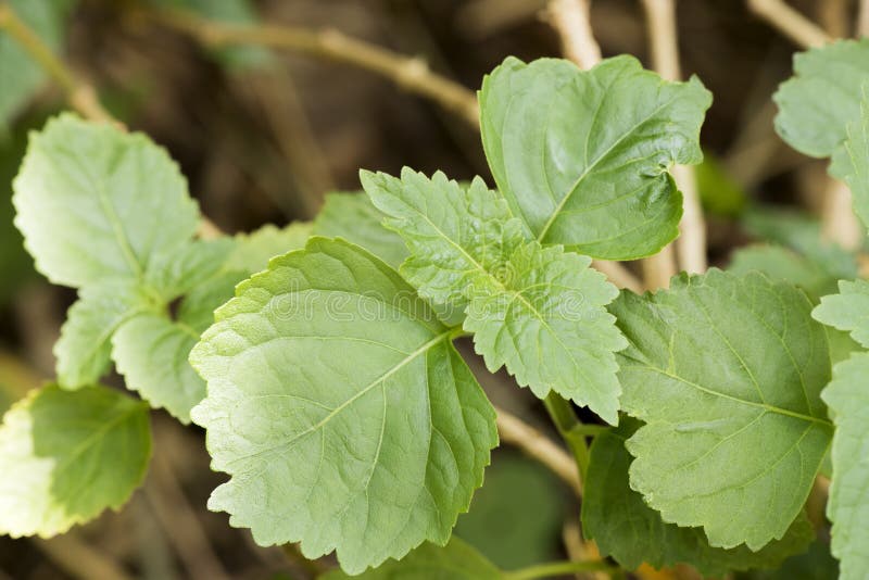 De Patchouly Da Planta Das Flores Fim Acima Foto de Stock - Imagem de ...
