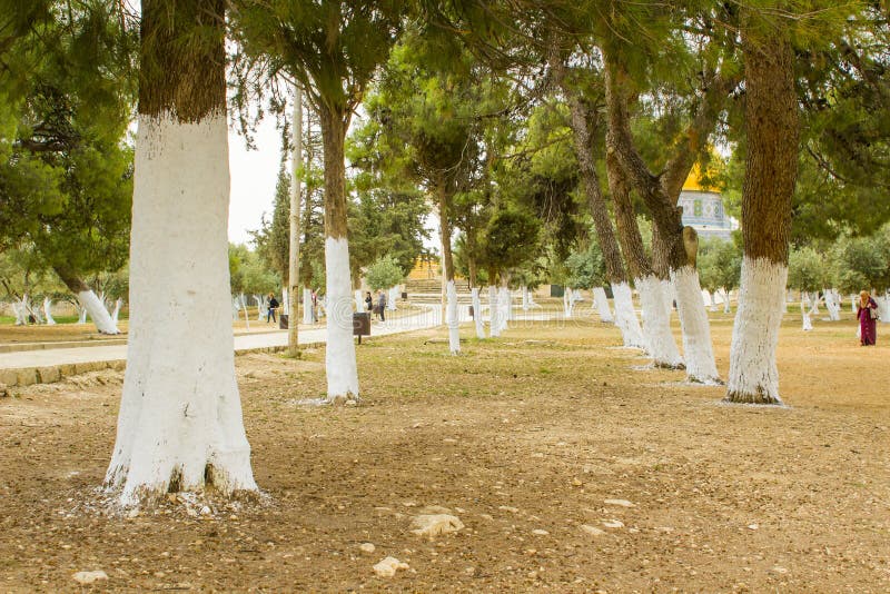 Árvores Whitewashed Perto Do Temple Mount No Jerusalém Fotografia ...