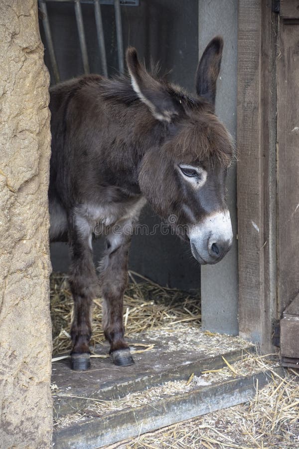 Portrait De La Fille Triste Image. Image: 3604549