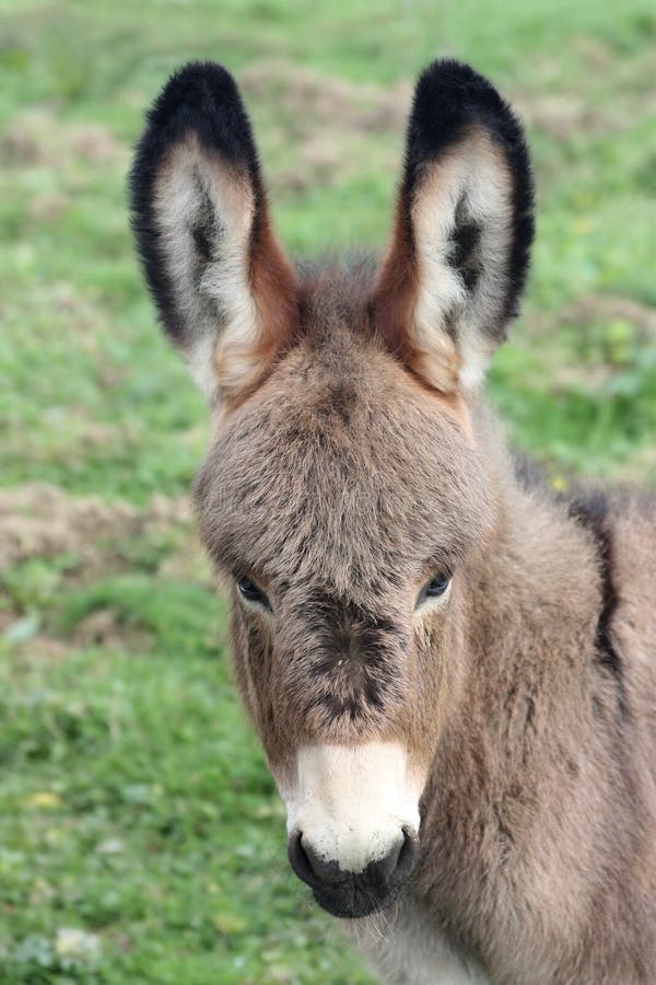 Portrait d'un âne image stock. Image du entêté, affermage - 72475805