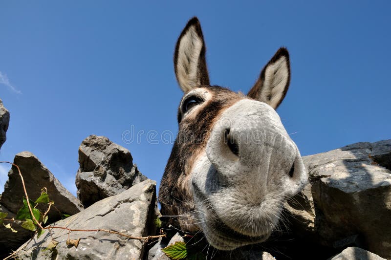Portrait Amusant D'âne, Visage Drôle Et Drôle Avec La Bouche Ouverte ...