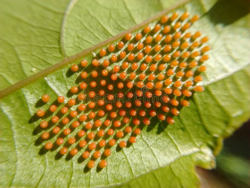 Fjärilsägg Foton - Gratis och royaltyfria stockfoton från Dreamstime