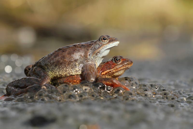 Grodor Och ägg I Grunt Vatten Arkivfoto - Bild av koppling, close: 75014328