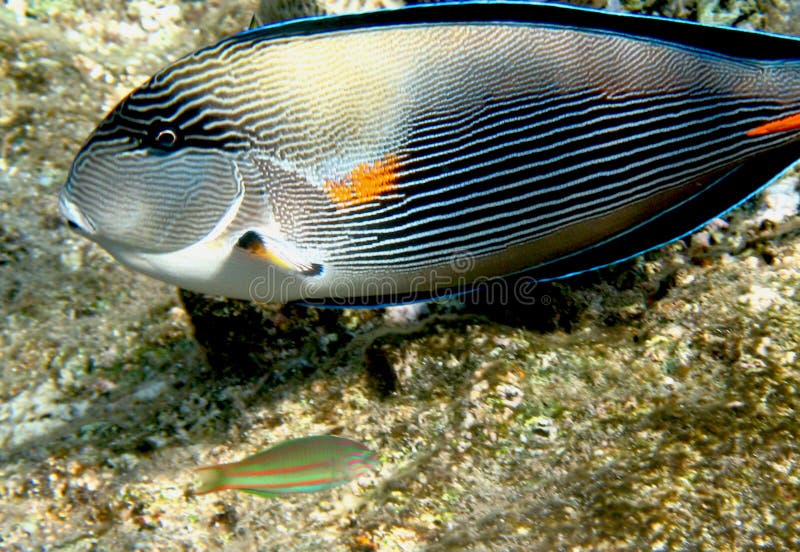 Koralle Und Fische Im Roten Meer. Ägypten, Afrika. Stockfoto - Bild von ...
