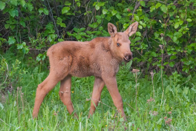 Älgkalv fotografering för bildbyråer. Bild av matning - 42846935
