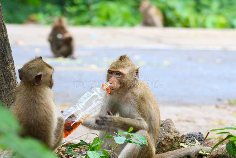 Älskvärda apor, rolig apa fotografering för bildbyråer. Bild av härlig ...