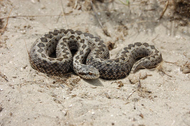 Ondskefull huggorm arkivfoto. Bild av sten, scaly, huggorm - 21756