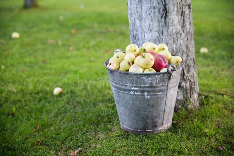 Eimer Äpfel stockbild. Bild von frische, outdoor, spilled - 33918007