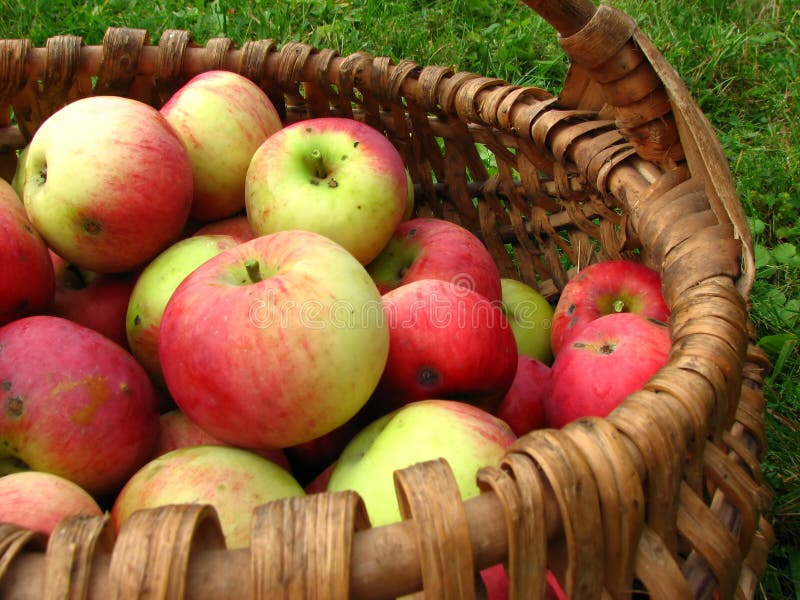 Äpfel im Korb stockbild. Bild von korb, äpfel - 1689355