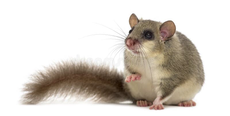 Ätlig hasselmus fotografering för bildbyråer. Bild av husdjur - 60531791
