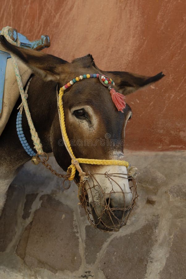 Santorini åsna - Symbol Av ön Santorini Thira, Grekland Åsna I Fira På ...
