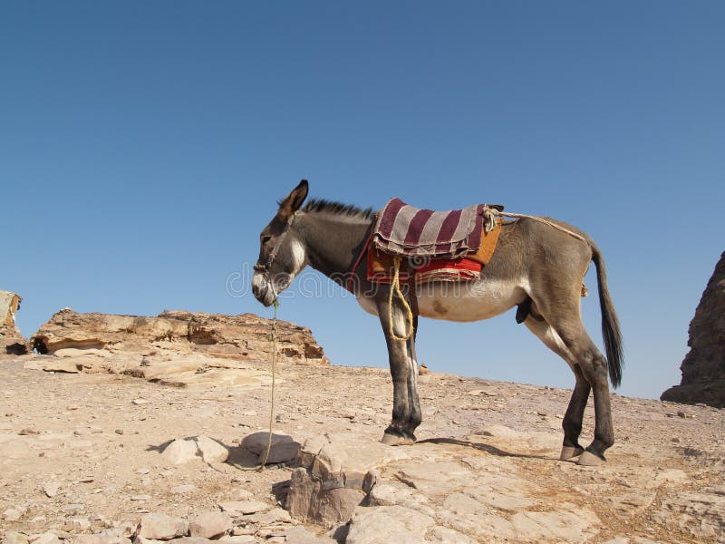 34,899 åsna Foton - Gratis och royaltyfria stockfoton från Dreamstime