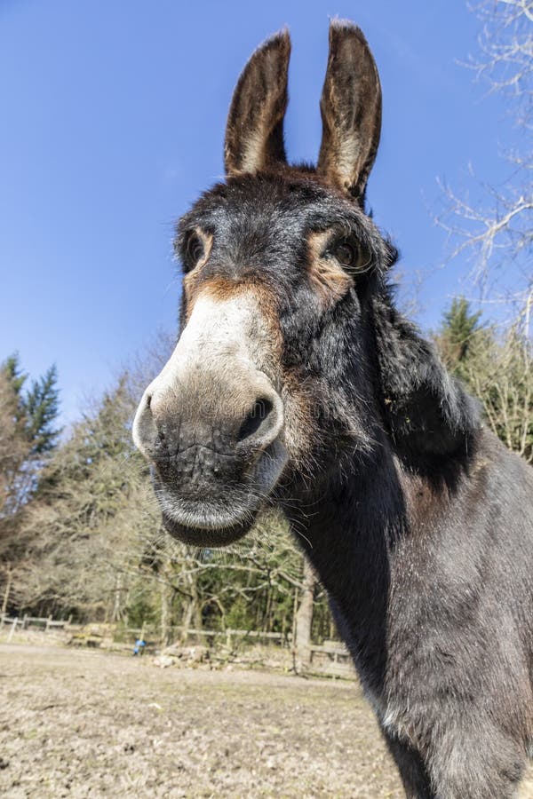 Åsna på ängen royaltyfria bilder