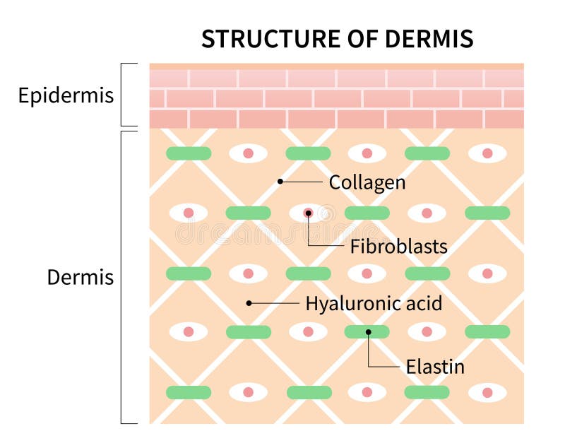 Structure Cells of Dermis Illustration Isolated on White Background ...
