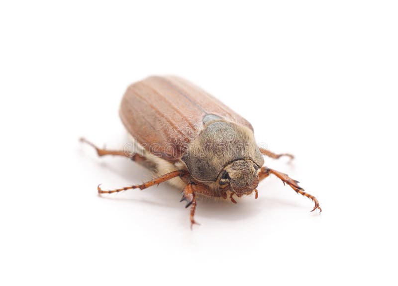 Bruine Kever Met Witte Vlekken Stock Afbeelding - Image of insecten ...