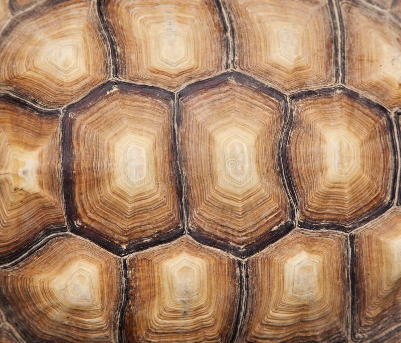 Écaille photo stock. Image du coque, animal, configuration - 26054682