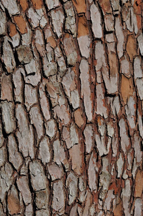 Écorce d'arbre de pin photo stock. Image du instruction - 14540192