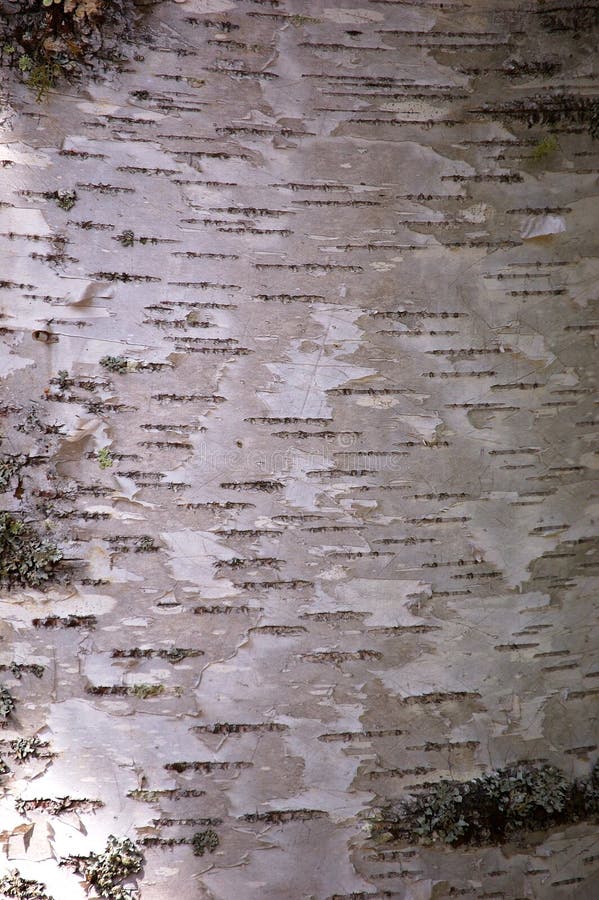 Texture D'écorce De Bouleau Brute. Plancher En Bois D'arbre Image stock ...