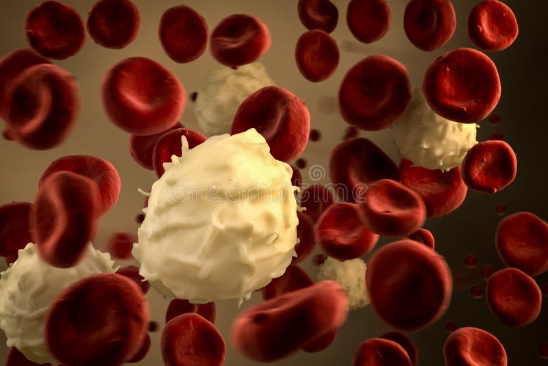 Basophille . Globules Blancs Avec Membrane Transparente Et Multinucléus ...