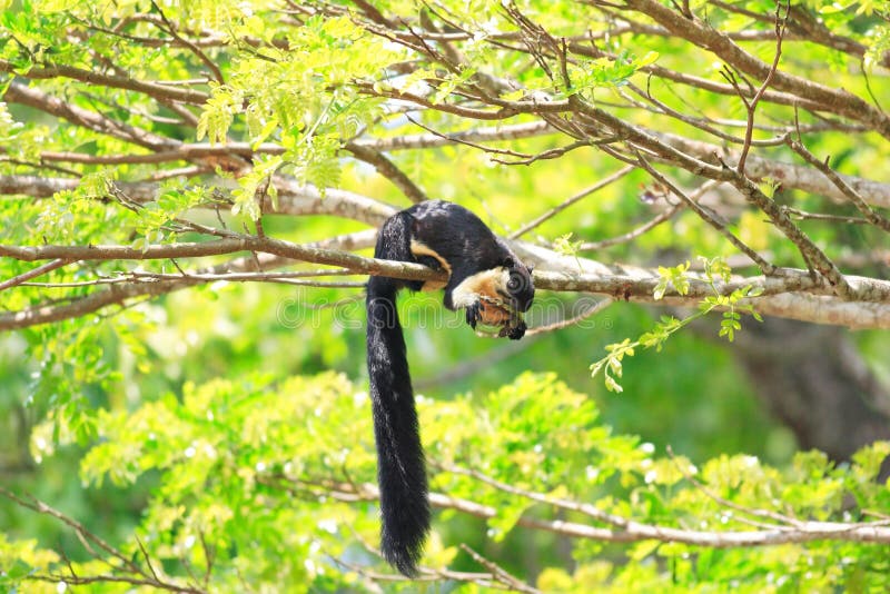 Écureuil de Prevost photo stock. Image du couleur, simple - 87816006