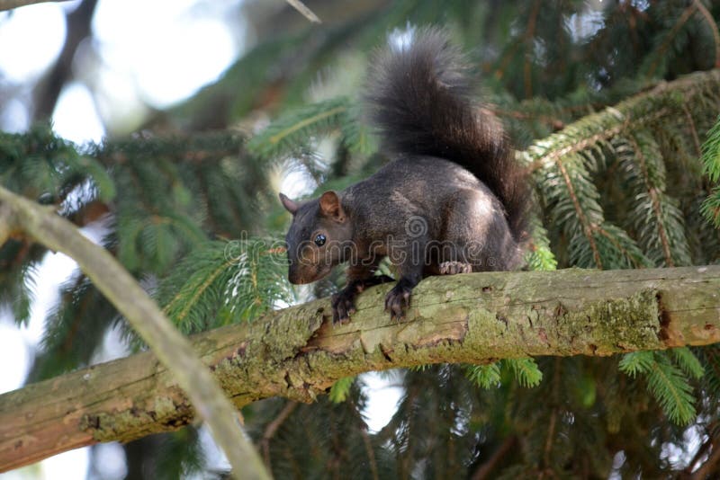 Écureuil Noir Dans L'automne, Marais De Tylee, Rosemere, Québec, Canada ...
