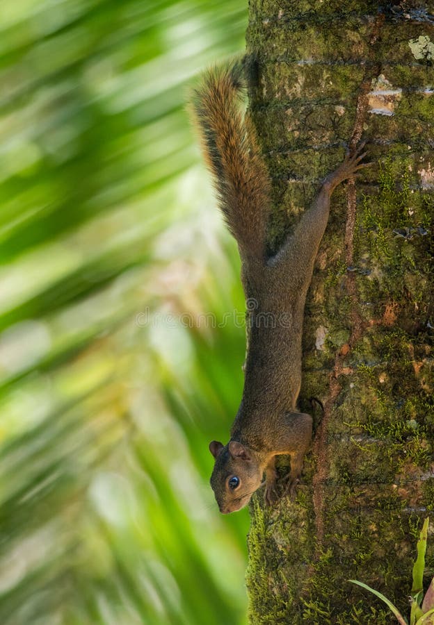 écureuil Rouge-coupé La Queue Image stock - Image du central, paume ...
