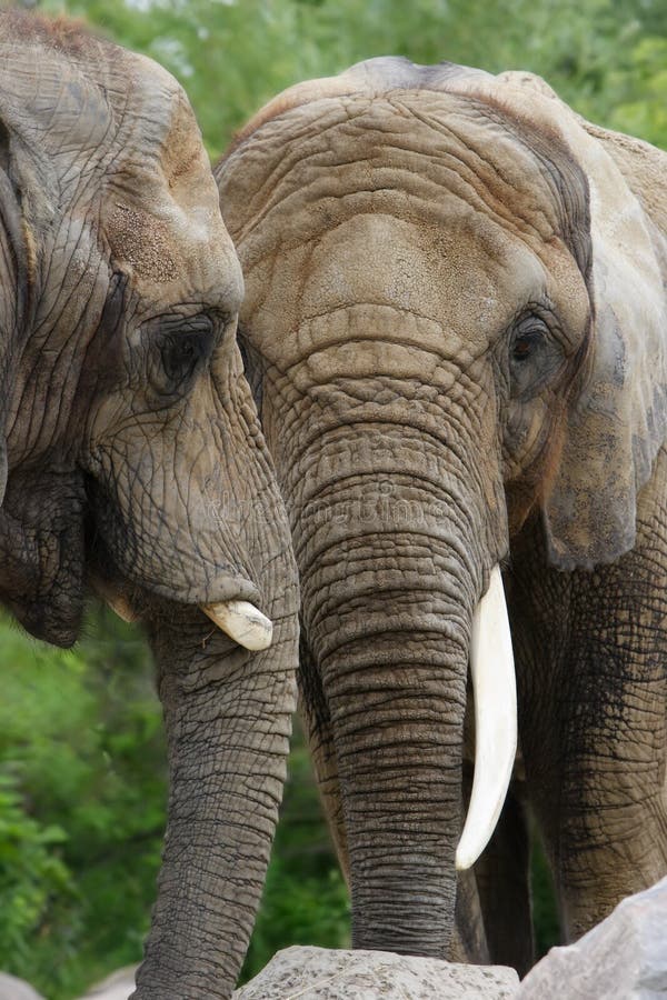 357 Tête D éléphant Photos libres de droits et gratuites de Dreamstime