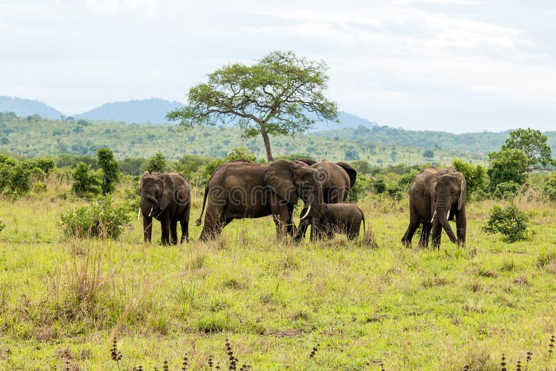 Éléphant Africain Dans La Savane Photo stock - Image du troupeau ...