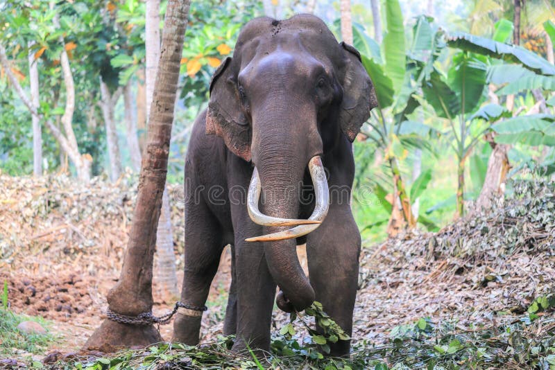 Éléphant avec des défenses photo stock. Image du forêt - 116964862