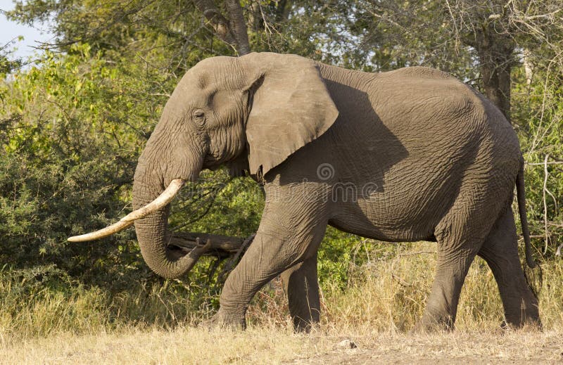 Éléphant En Rut Sur La Route En Regardant Un Parc National Kruger De ...
