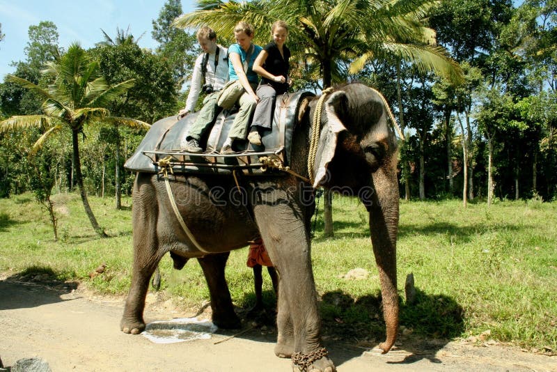 Un Vieil éléphant Faisant Pipi Image stock - Image du oreille, noir ...