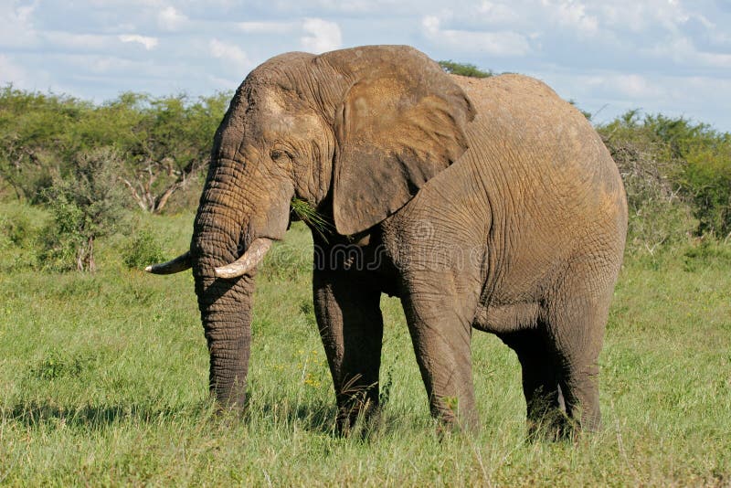Éléphant En Rut Africain Dans Le Parc National D'amboseli Image stock ...