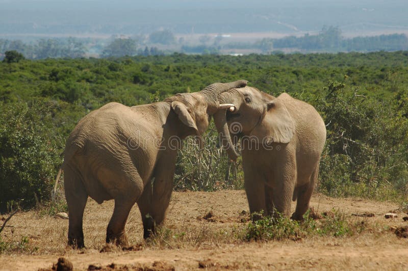 Éléphant En Rut Africain Dans Le Parc National D'amboseli Image stock ...