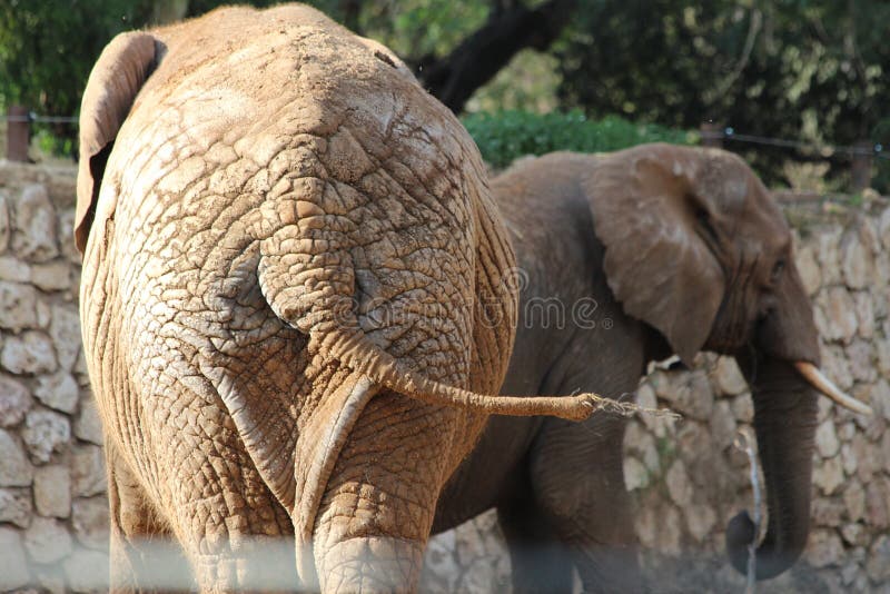 Éléphant Africain Vue énorme De Queue Photo stock - Image du savane ...