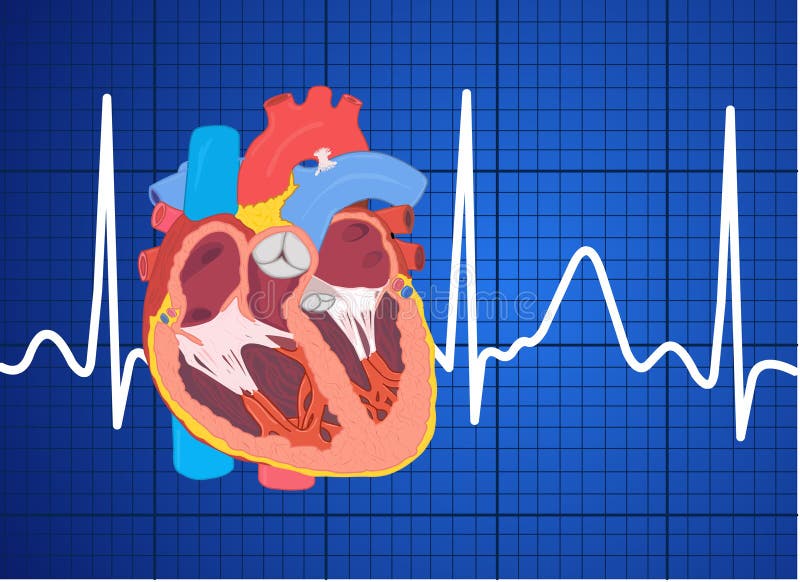 Électrocardiogramme illustration de vecteur. Illustration du médical ...