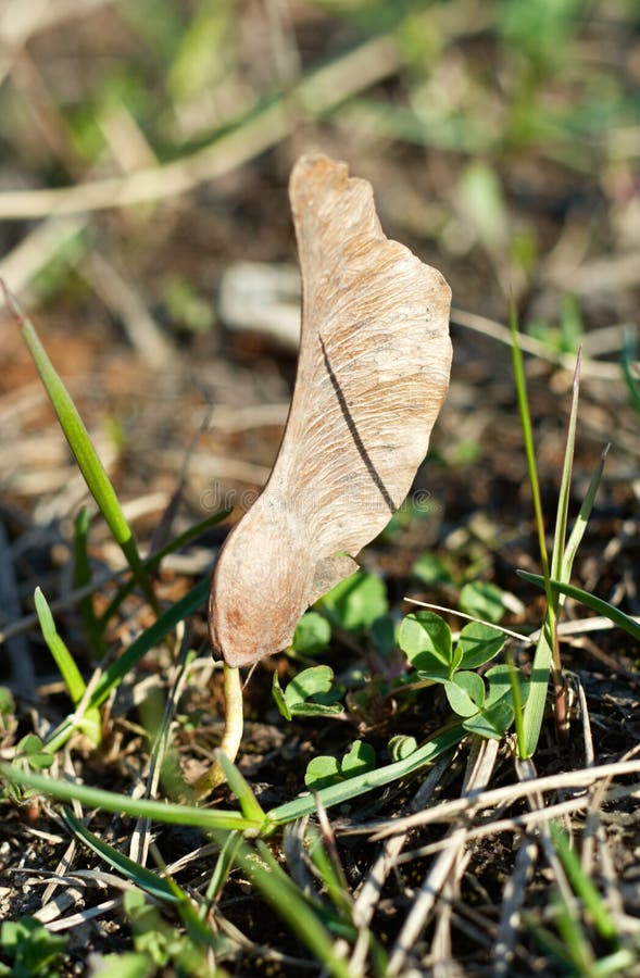 Graine d'arbre photo stock. Image du arbre, graine - 25833772