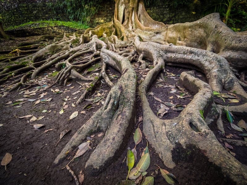 Énormes racines de figuier image stock. Image du grand - 67615609
