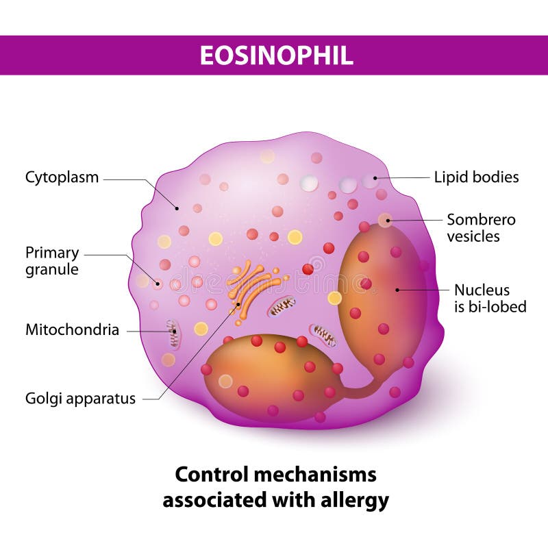 Éosinophile illustration de vecteur. Illustration du cytoplasme - 68547656