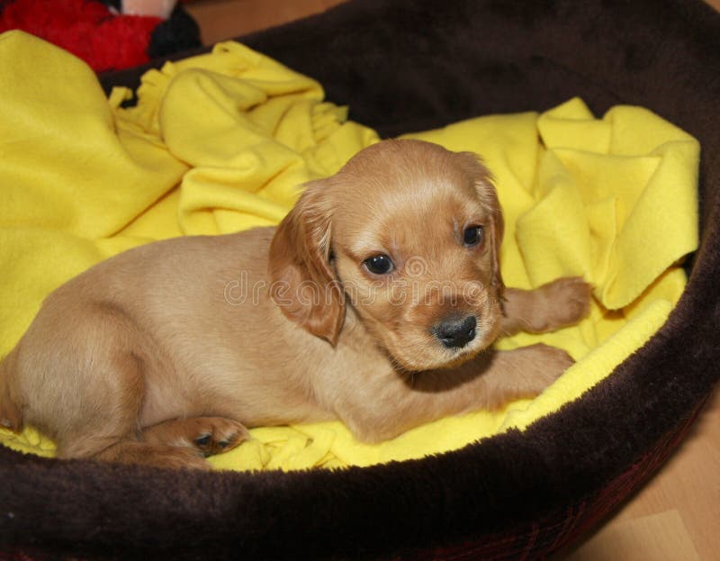 épagneul Mignon De Chiot De Cocker Image stock - Image du amour, mignon ...