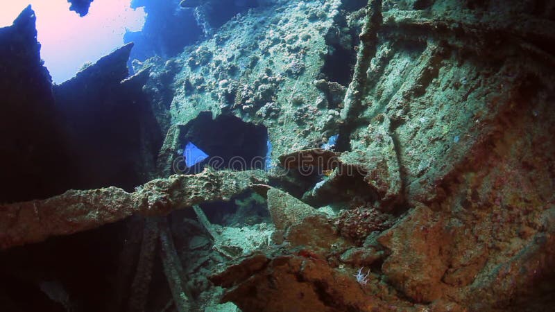 Épave Sous-marine En Mer Rouge Clips Vidéos - Vidéo du plongée, film ...