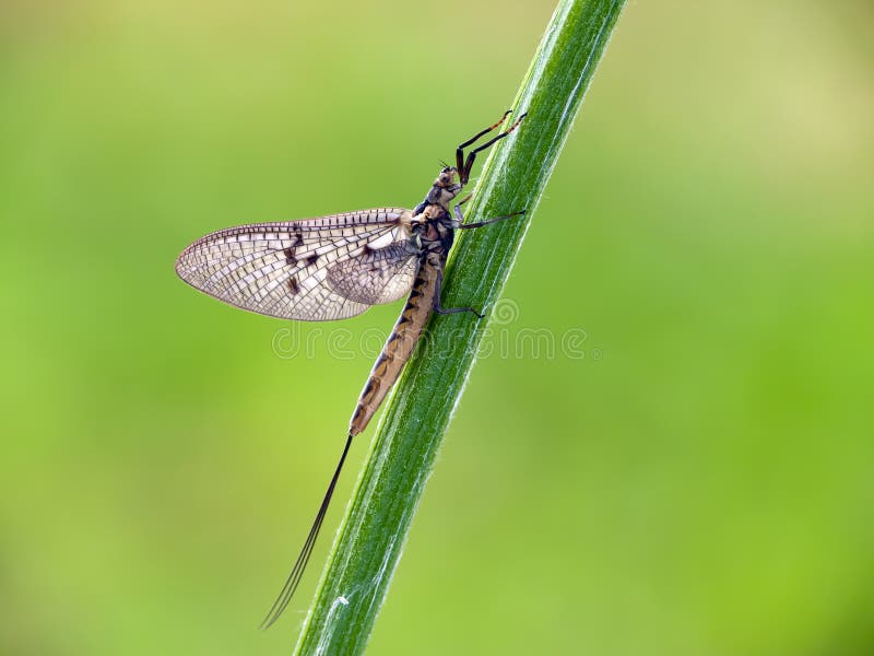 Éphémère photo stock. Image du nature, insecte, zone - 31391244