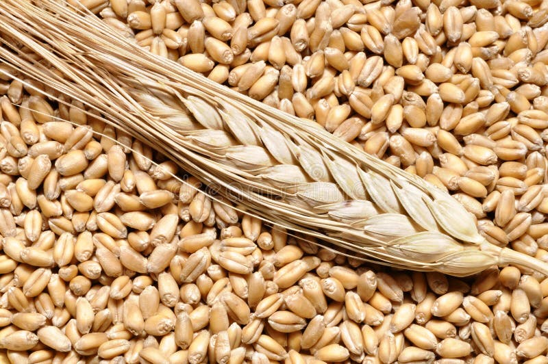 Épi de blé image stock. Image du alimentation, blé, céréale - 13036625