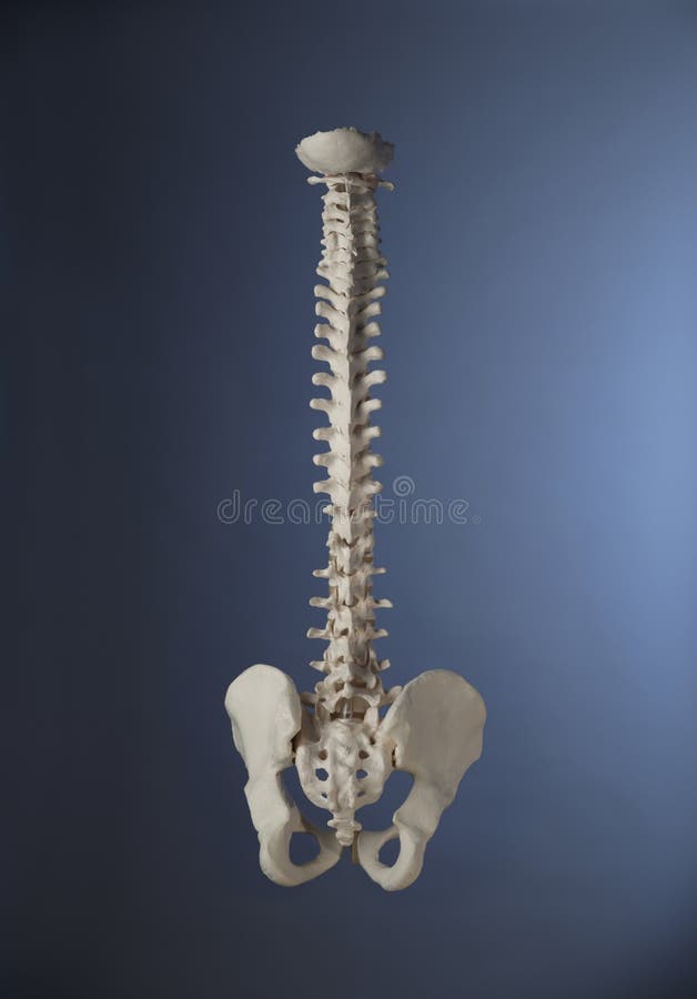 Épine 1 photo stock. Image du épine, médecine, humain - 18908042