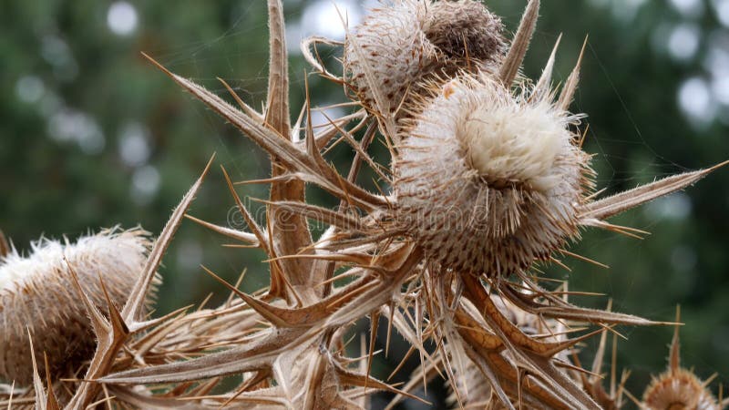 Épine de fleur image stock. Image du soleil, lames, croissance - 102610911