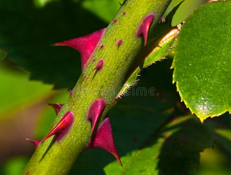 Épines Des Roses, D'isolement Sur Le Fond Blanc Image stock - Image du ...