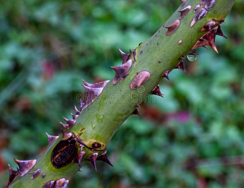 Épines Des Roses, D'isolement Sur Le Fond Blanc Image stock - Image du ...